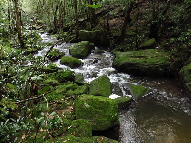 Galston Gorge to Mt Kuringgai (GNW) - Aussie Bushwalking